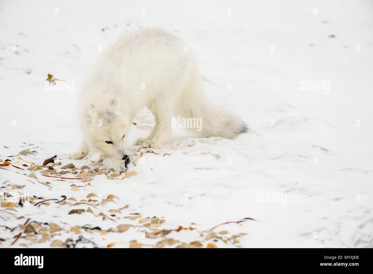 Arctic fox (Vulpes lagopus) Hunting along Hudson Bay gravel beach ...