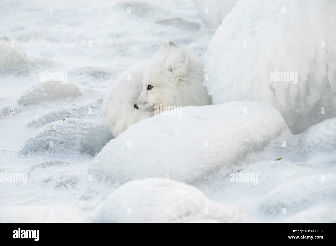 Arctic fox (Vulpes lagopus) Resting, concealed among ice-coated ...