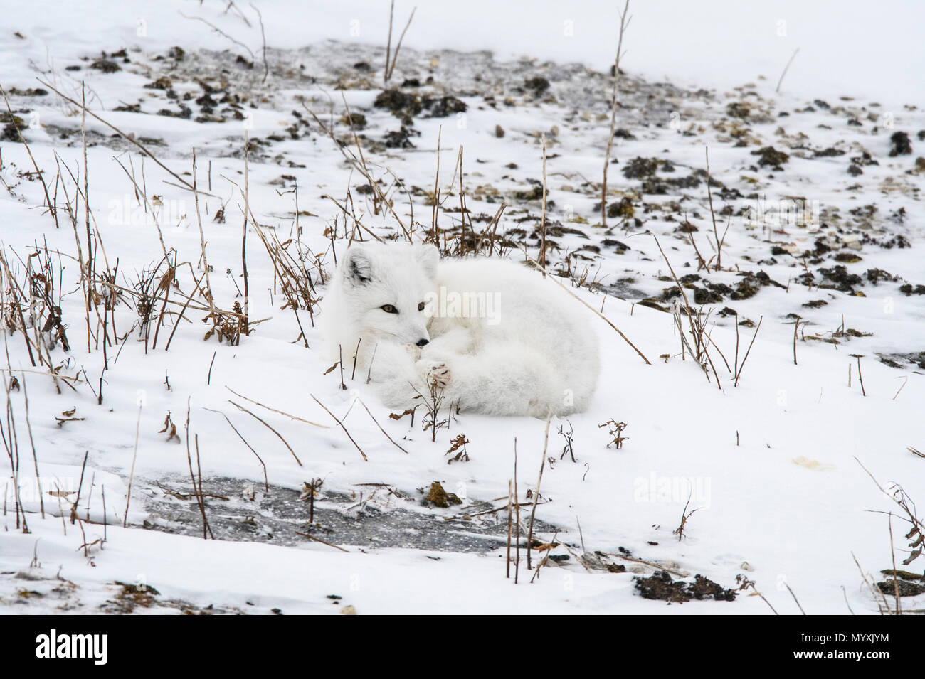 Arctic fox (Vulpes lagopus) Resting on Hudson Bay coastal beach, Wapusk ...