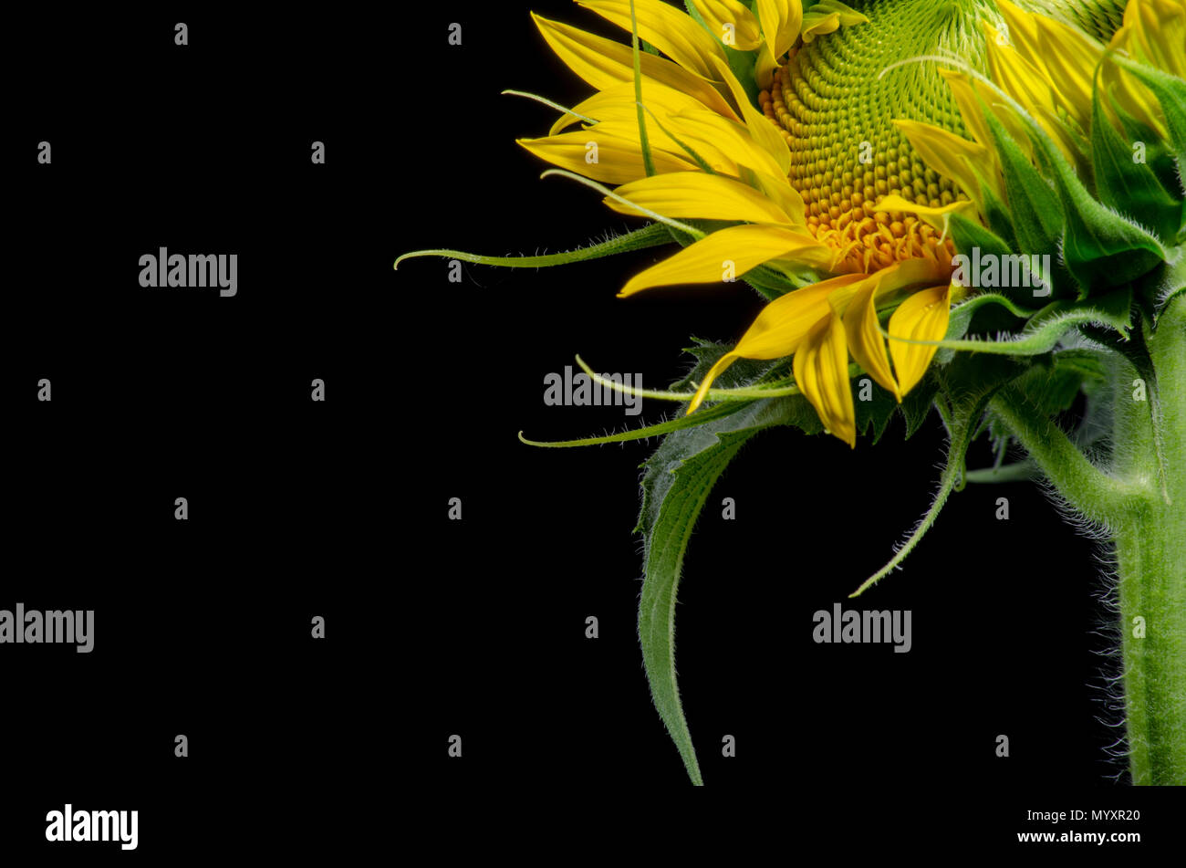 Isolated sunflower core close up over a black background, macro new ...