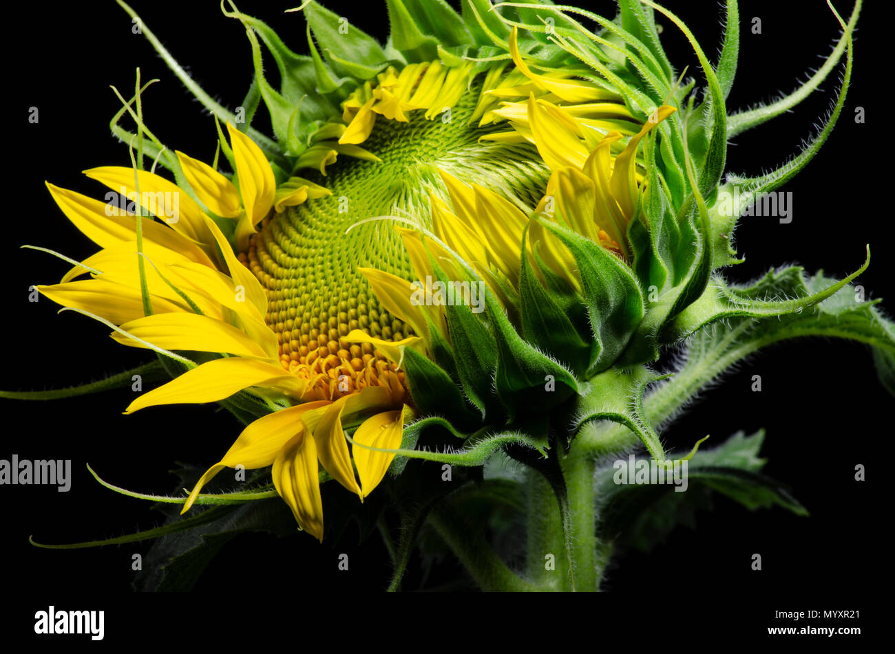 Isolated sunflower core close up over a black background, macro new ...