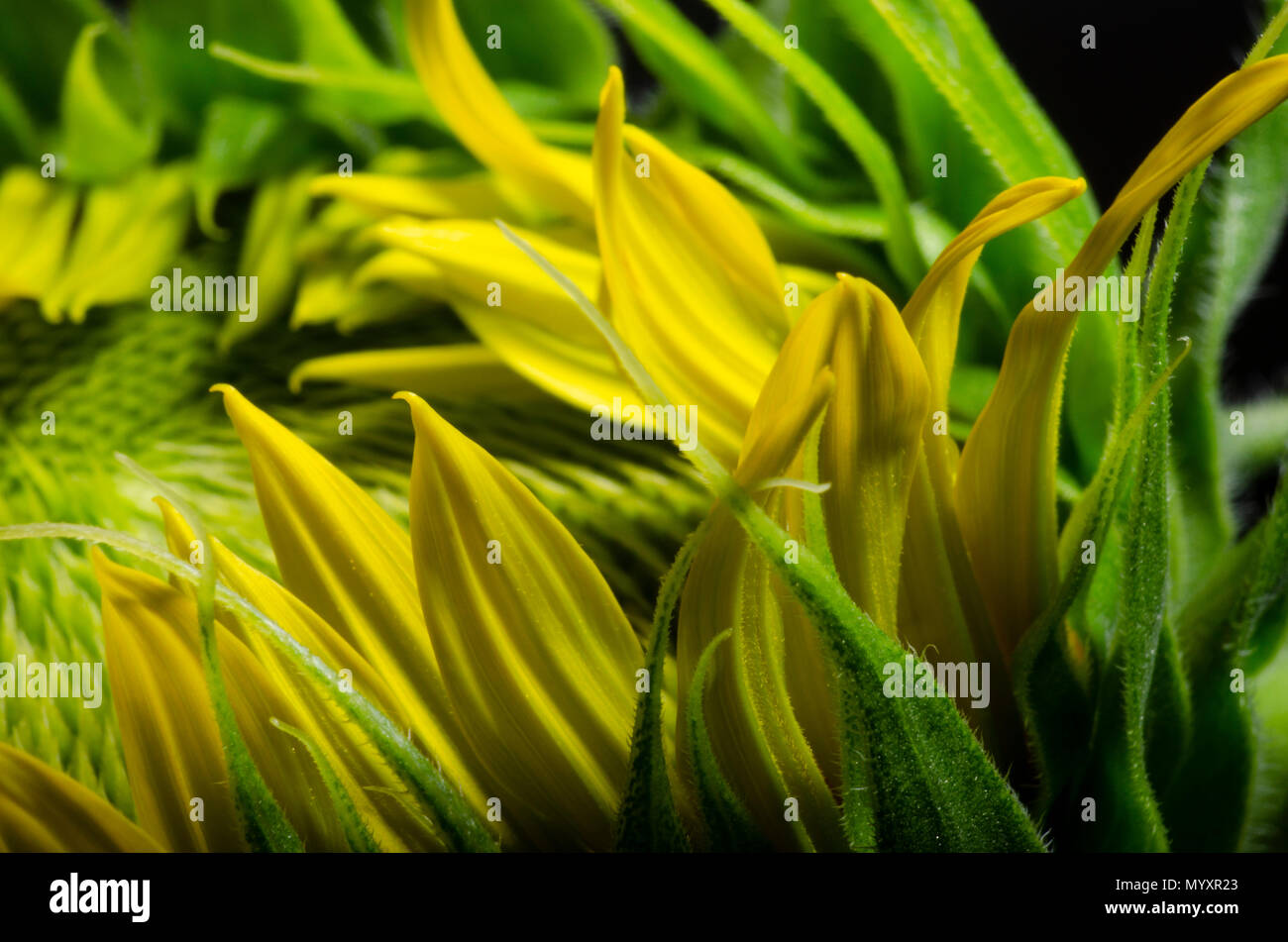 Isolated sunflower core close up over a black background, macro new ...
