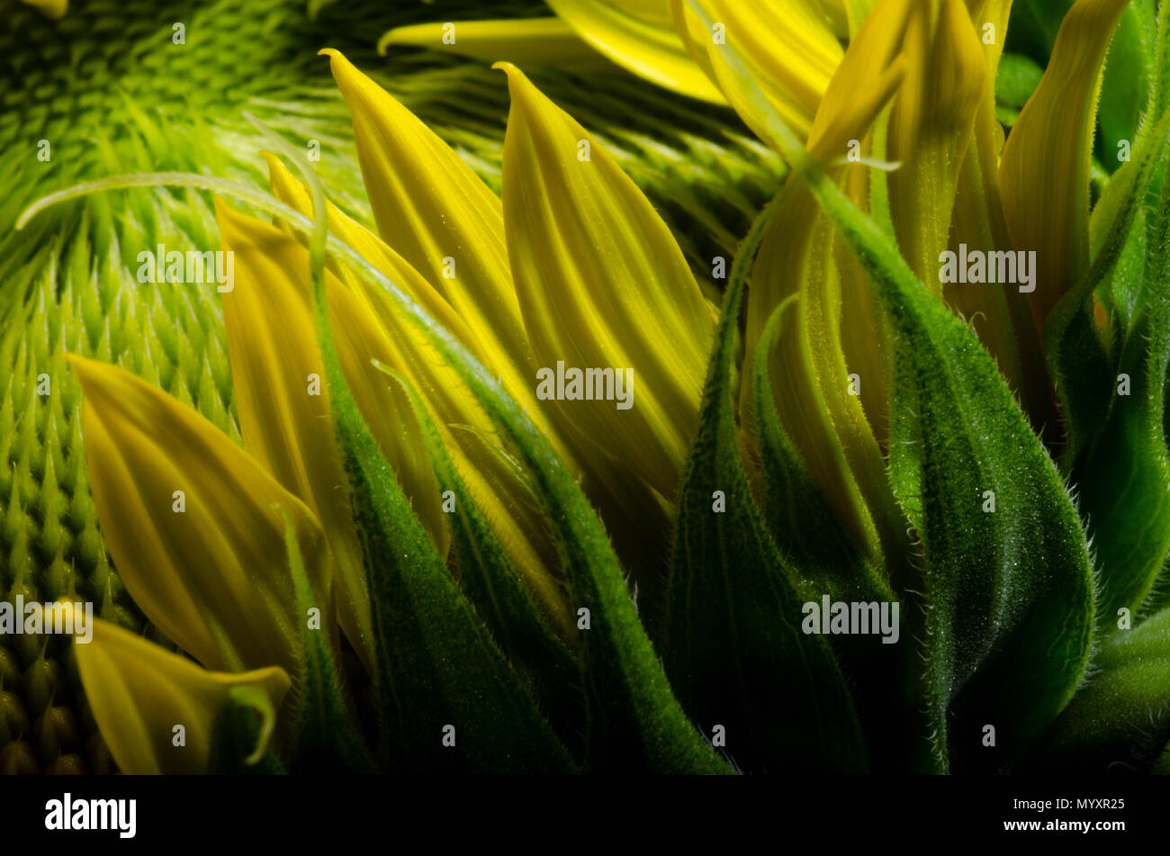 Isolated sunflower core close up over a black background, macro new ...