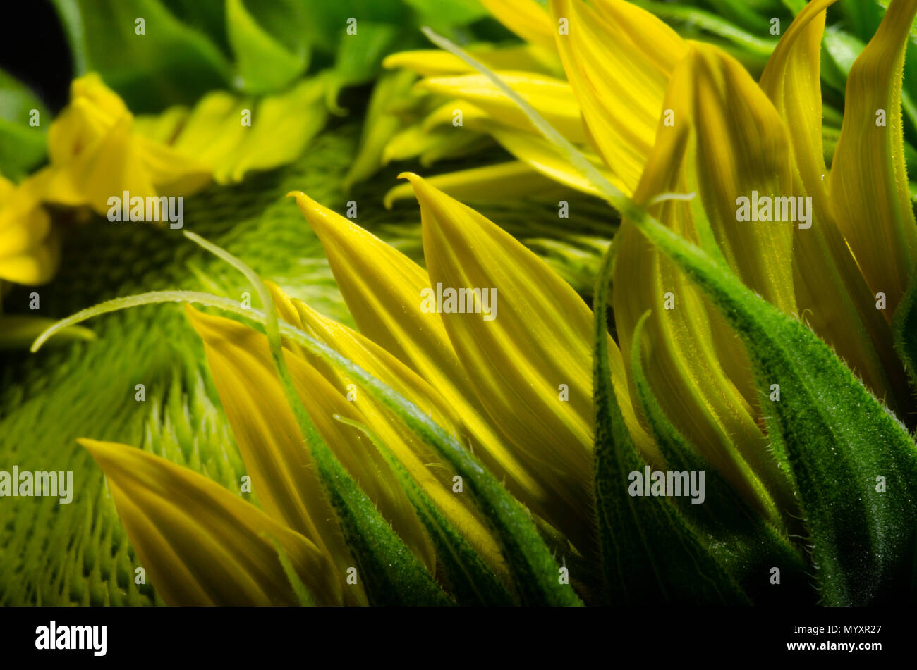 Isolated sunflower core close up over a black background, macro new ...