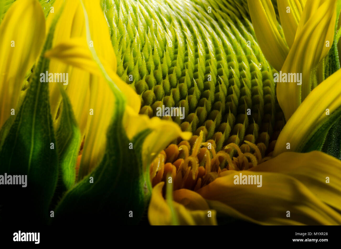 Isolated sunflower core close up over a black background, macro new ...