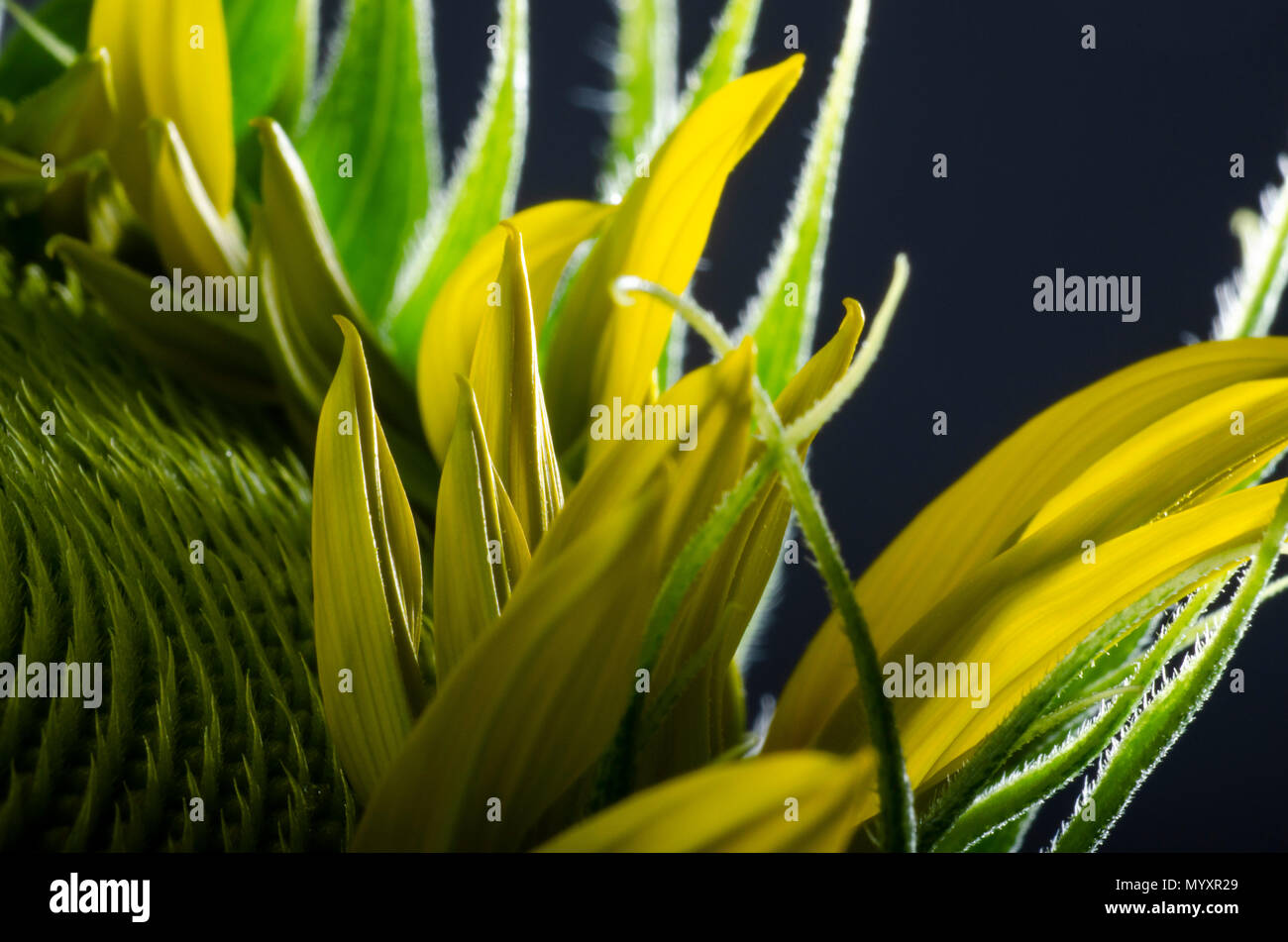Isolated sunflower core close up over a black background, macro new ...