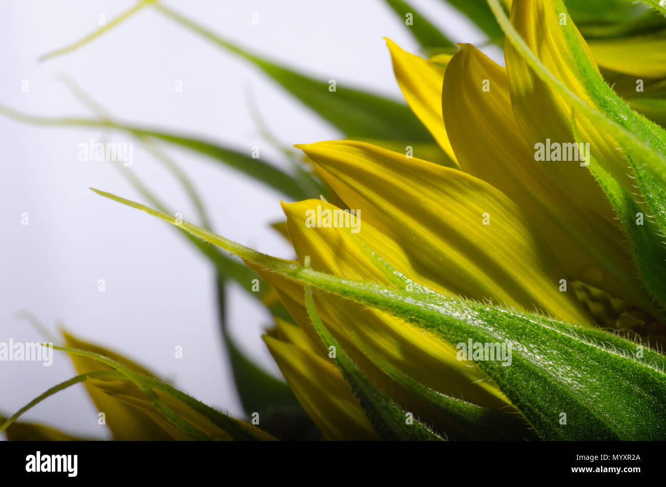 Isolated sunflower core close up over a black background, macro new ...
