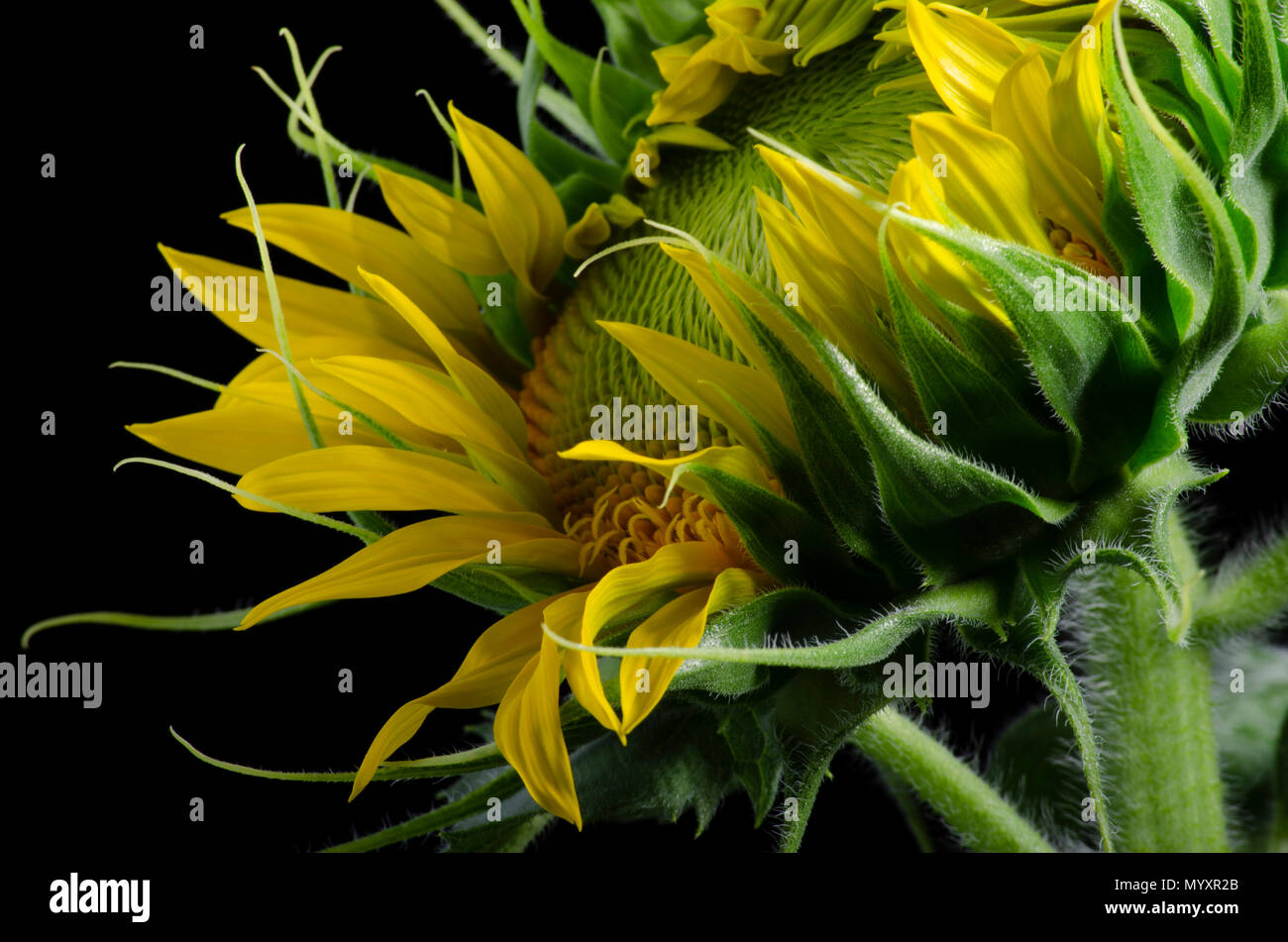 Isolated sunflower core close up over a black background, macro new ...
