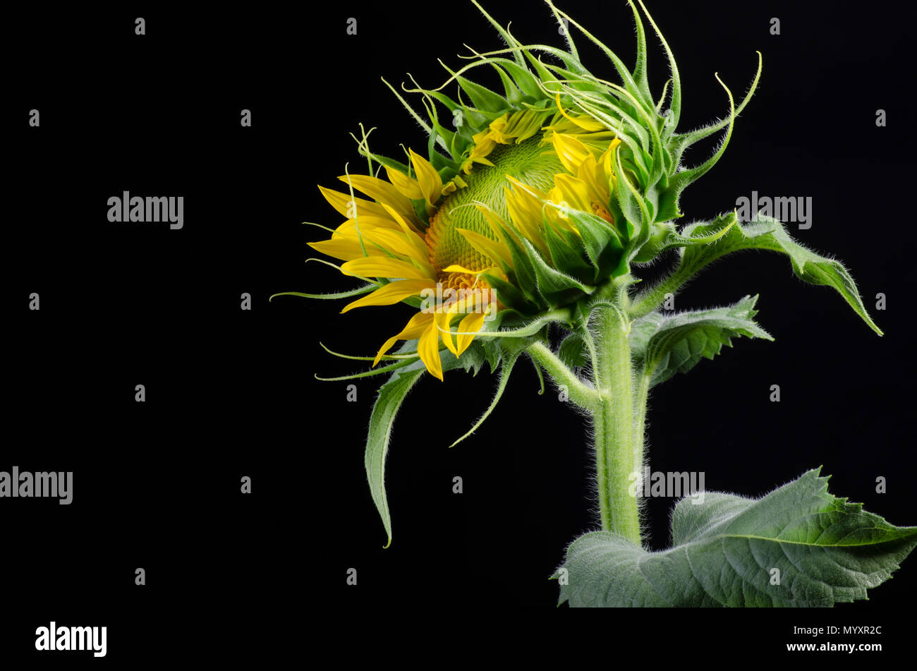 Isolated sunflower core close up over a black background, macro new ...