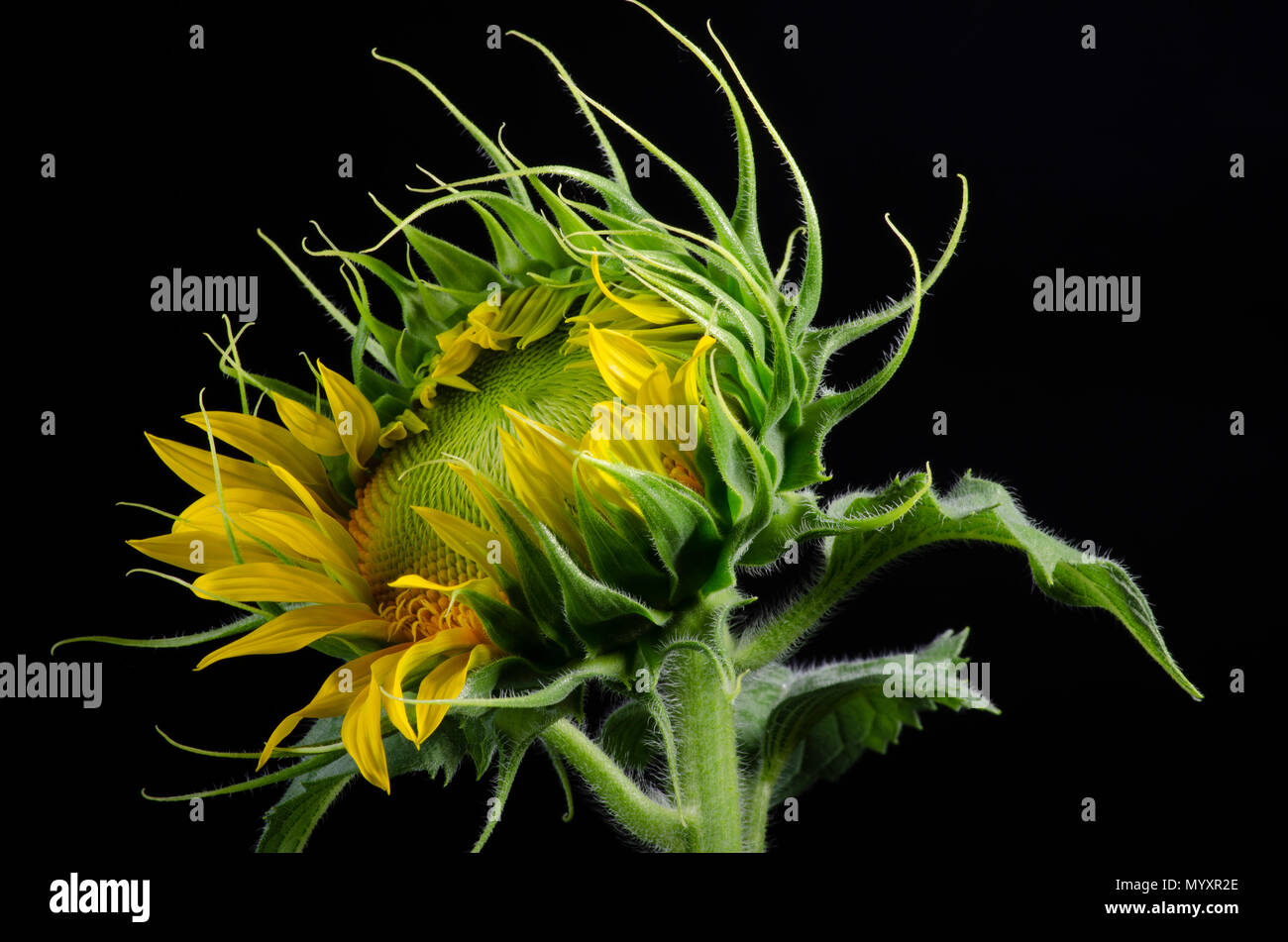 Isolated sunflower core close up over a black background, macro new ...