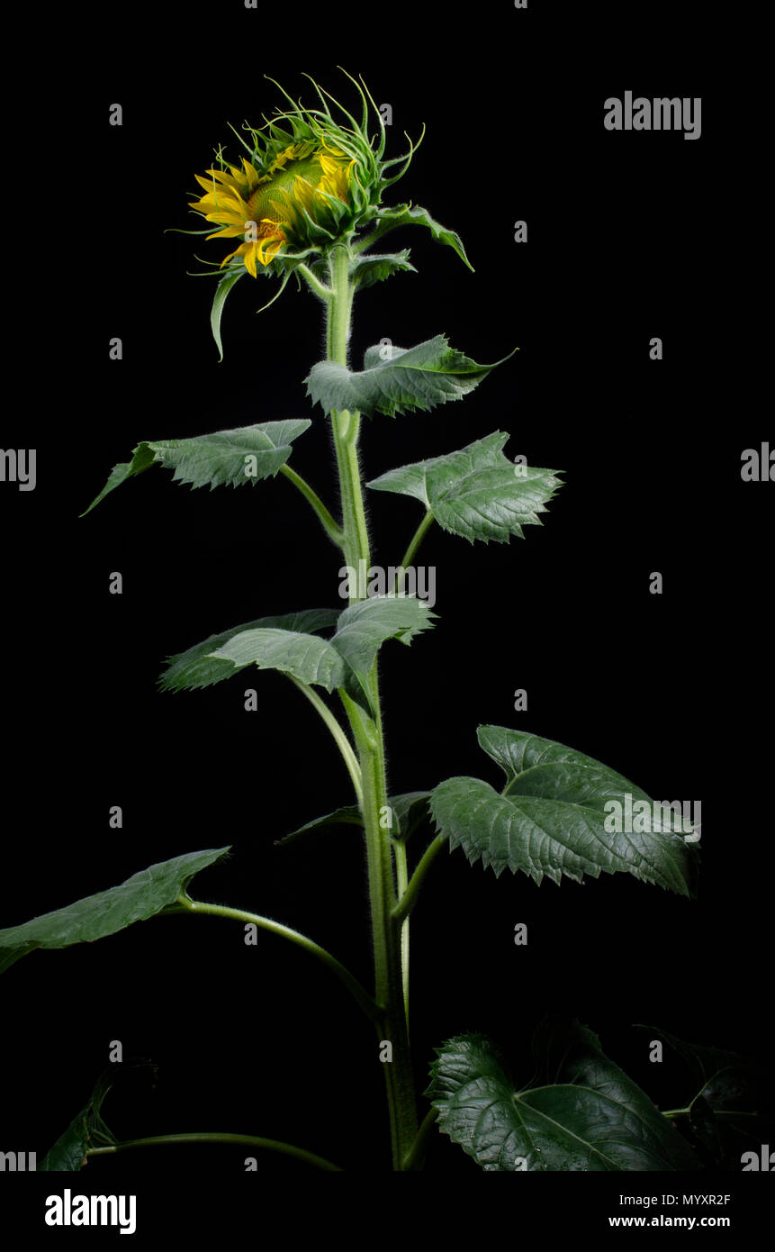 Isolated sunflower core close up over a black background, macro new ...