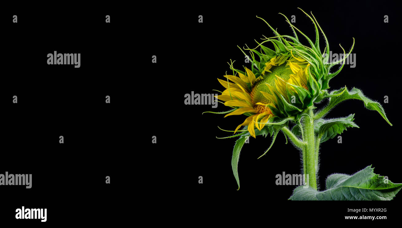 Isolated sunflower core close up over a black background, macro new ...