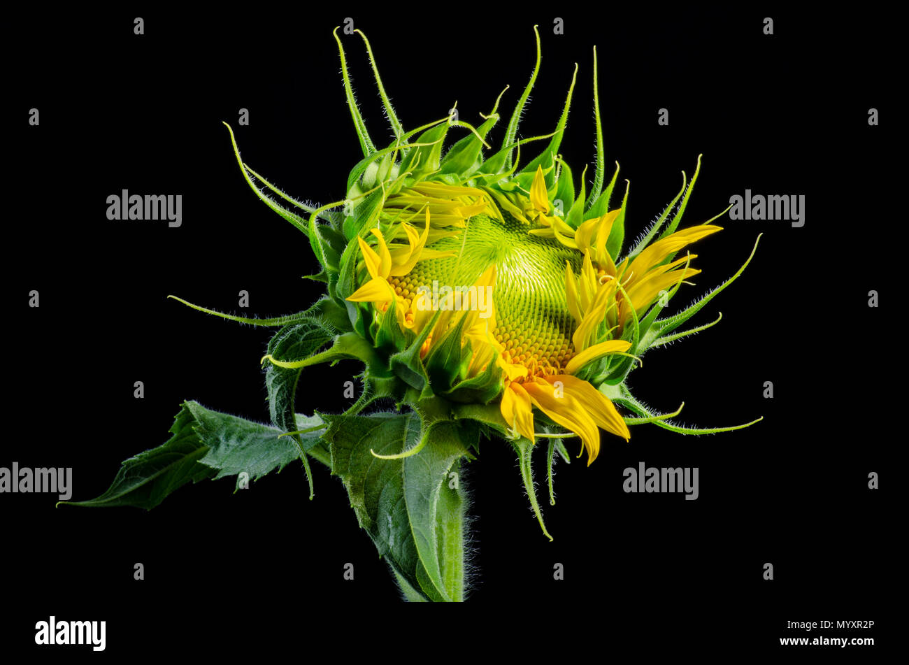 Isolated sunflower core close up over a black background, macro new ...