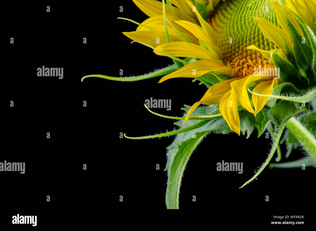Isolated sunflower core close up over a black background, macro new ...