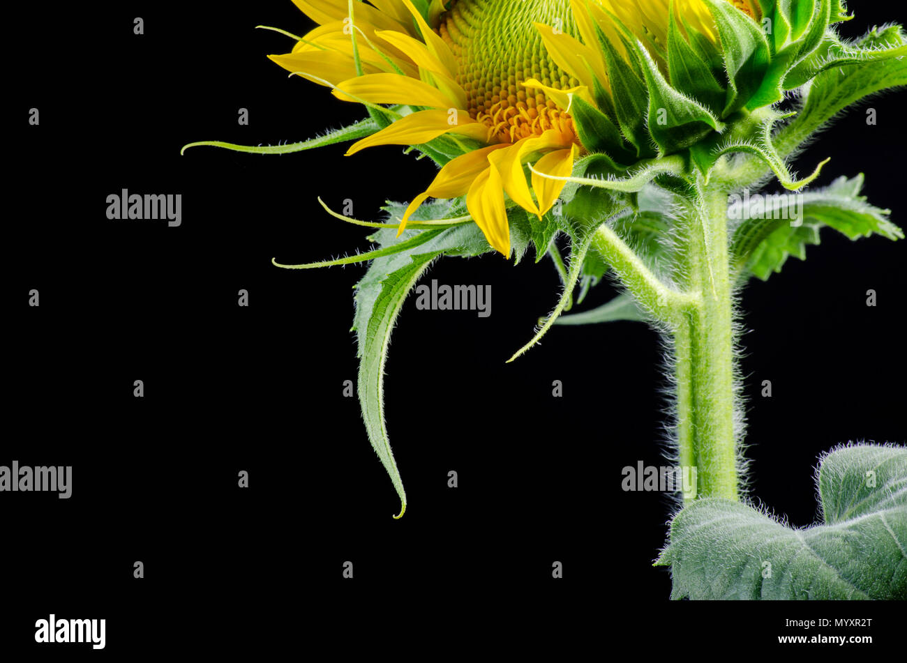 Isolated sunflower core close up over a black background, macro new ...
