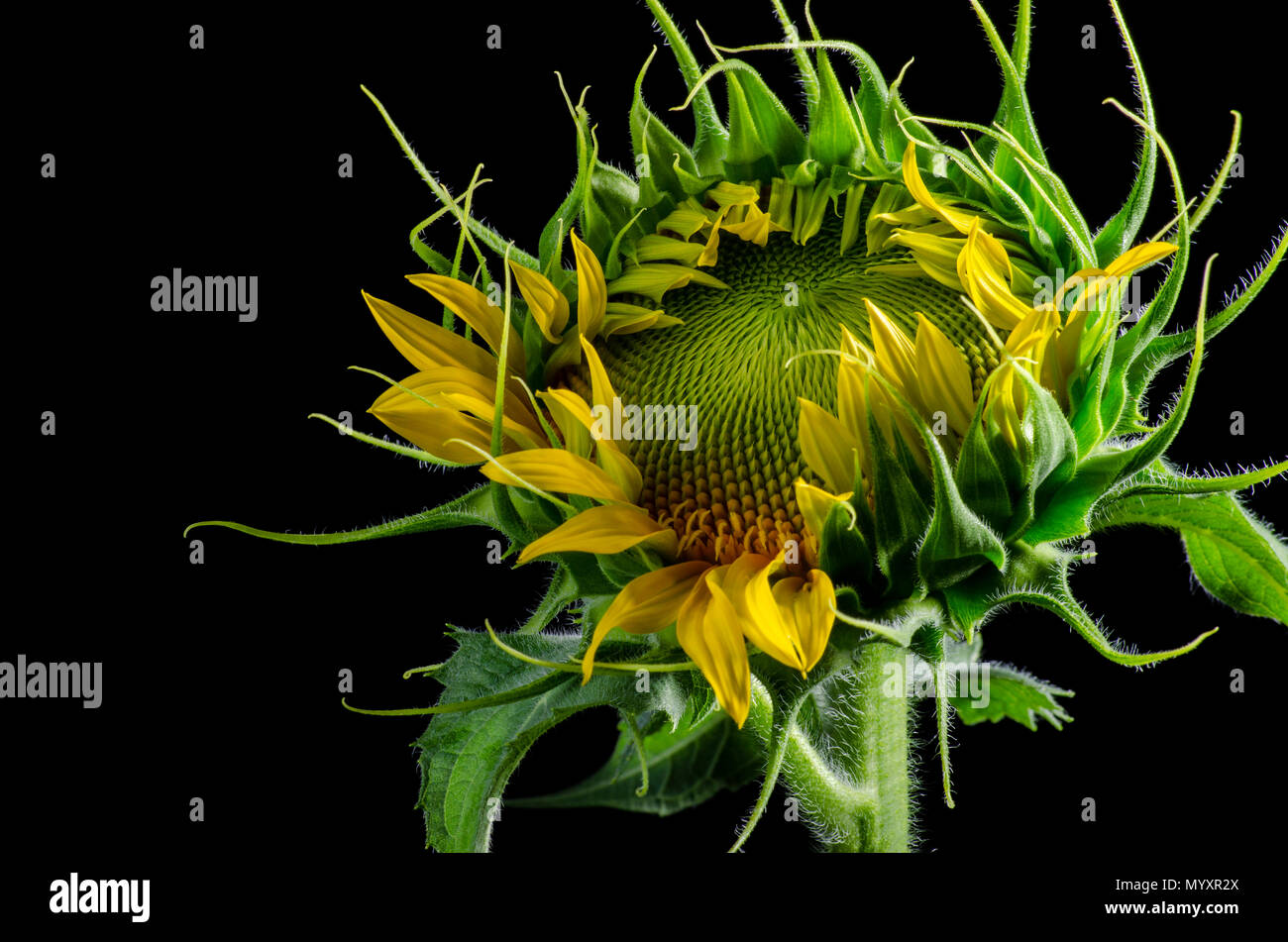 Isolated sunflower core close up over a black background, macro new ...