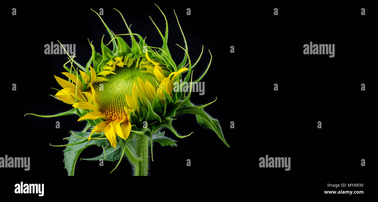 Isolated sunflower core close up over a black background, macro new ...