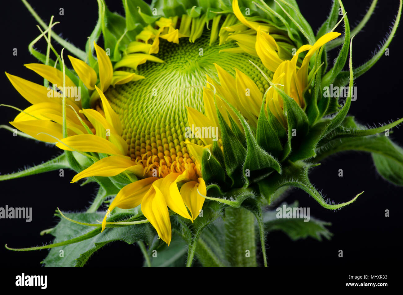 Isolated sunflower core close up over a black background, macro new ...
