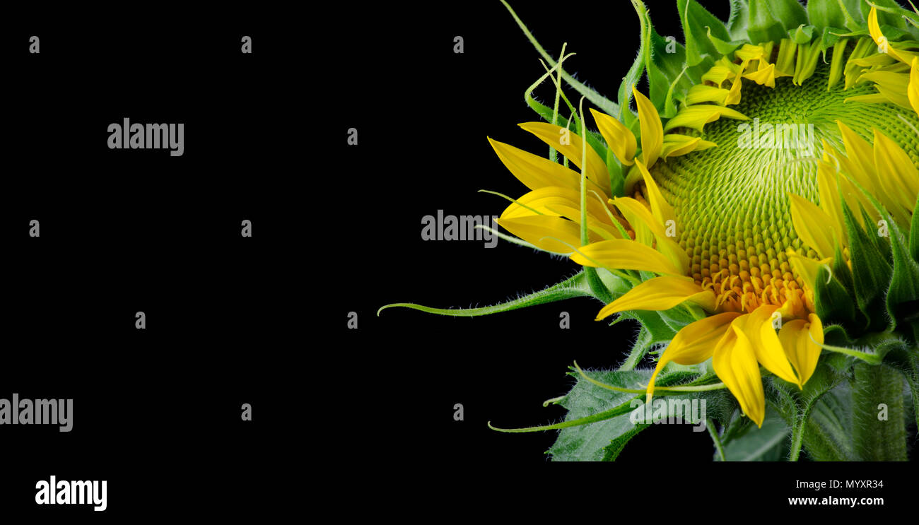 Isolated sunflower core close up over a black background, macro new ...
