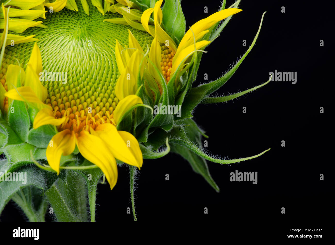 Isolated sunflower core close up over a black background, macro new ...