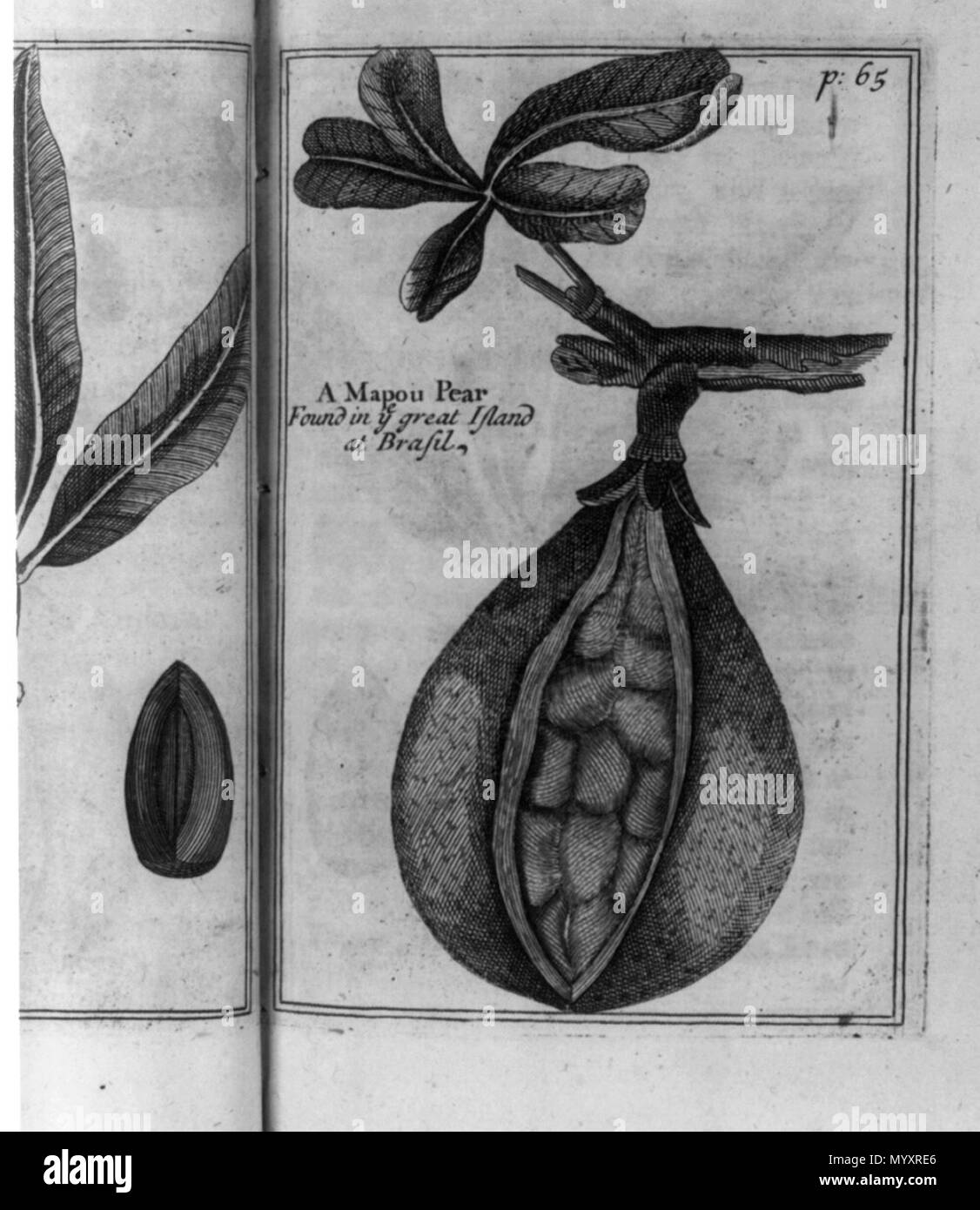 Pear image Black and White Stock Photos & Images - Alamy