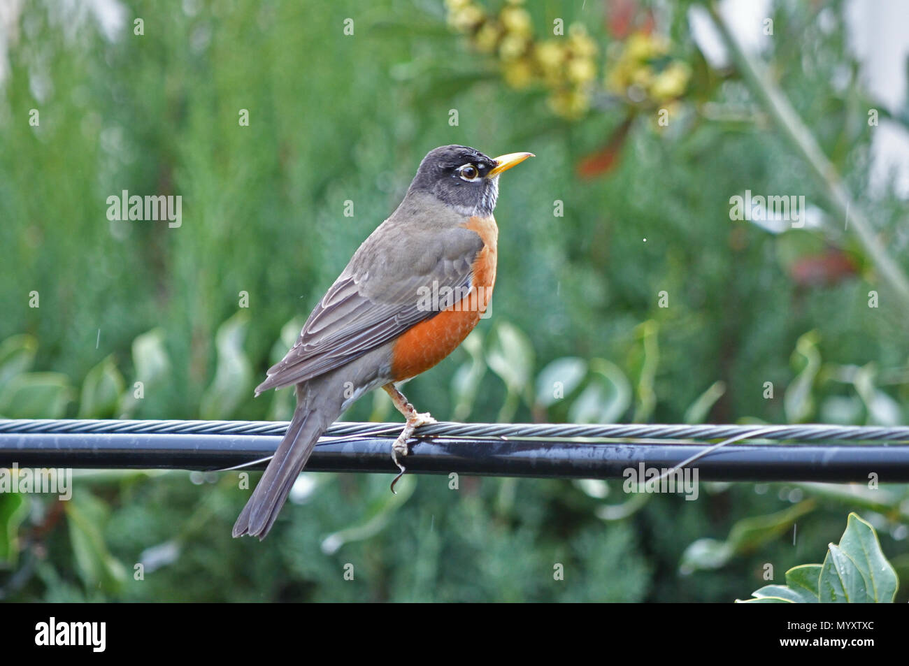 Robin in rain hi-res stock photography and images - Alamy