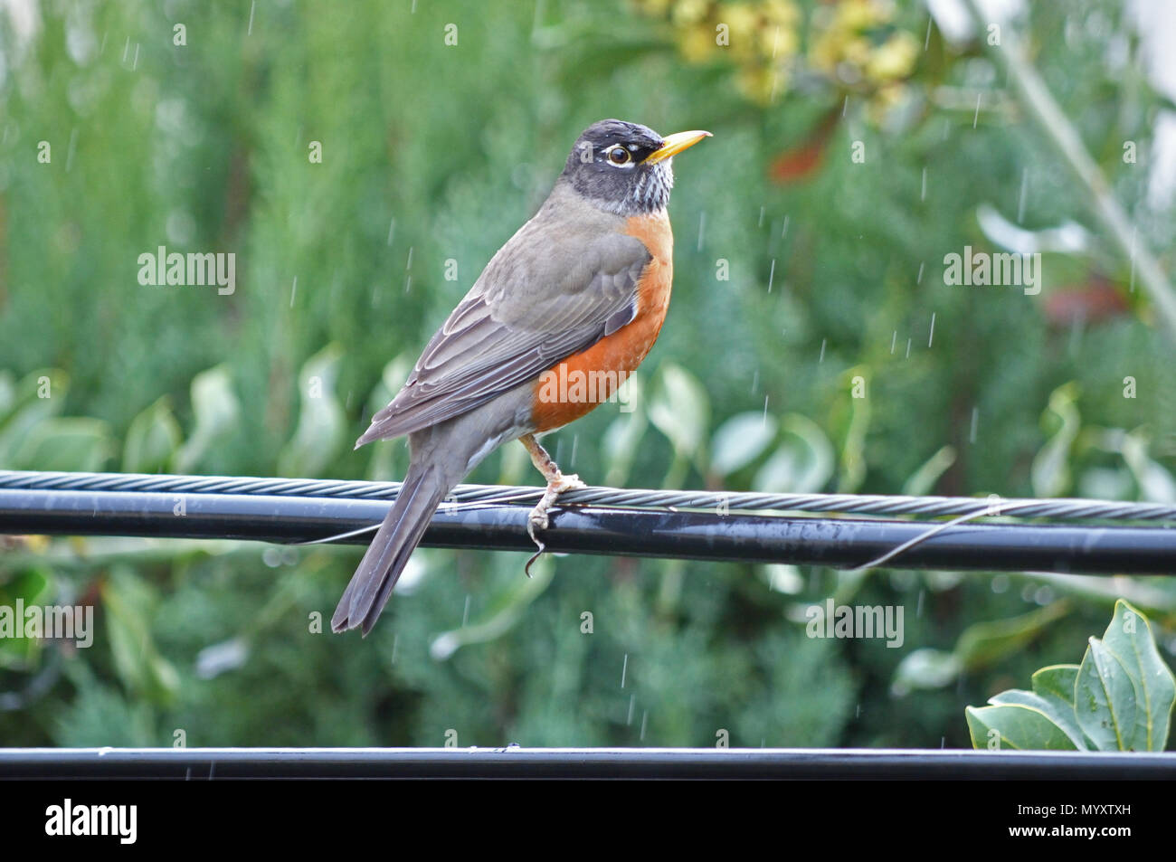 American Robin Soaking in the Rain Stock Photo - Alamy