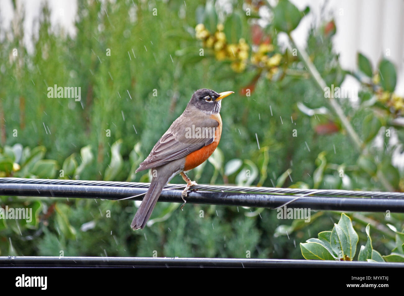 American Robin Soaking in the Rain Stock Photo - Alamy
