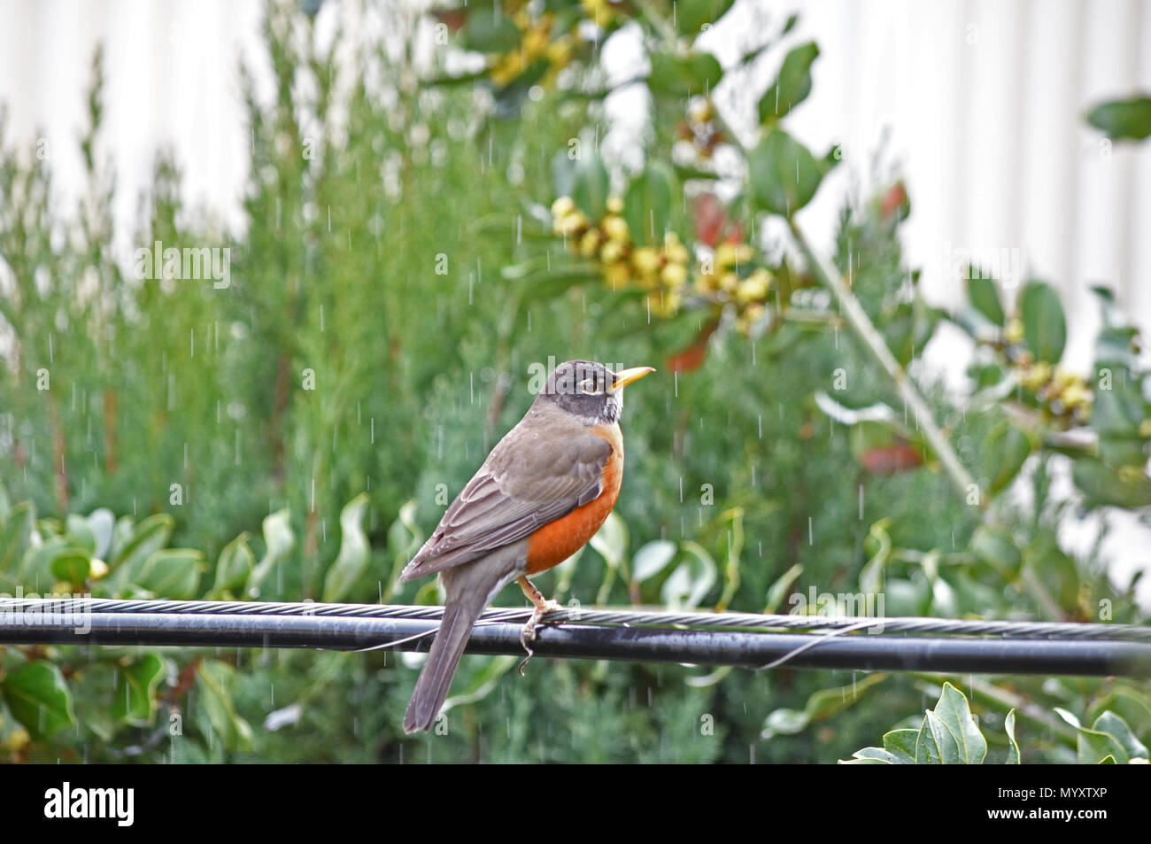 Robin in rain hi-res stock photography and images - Alamy