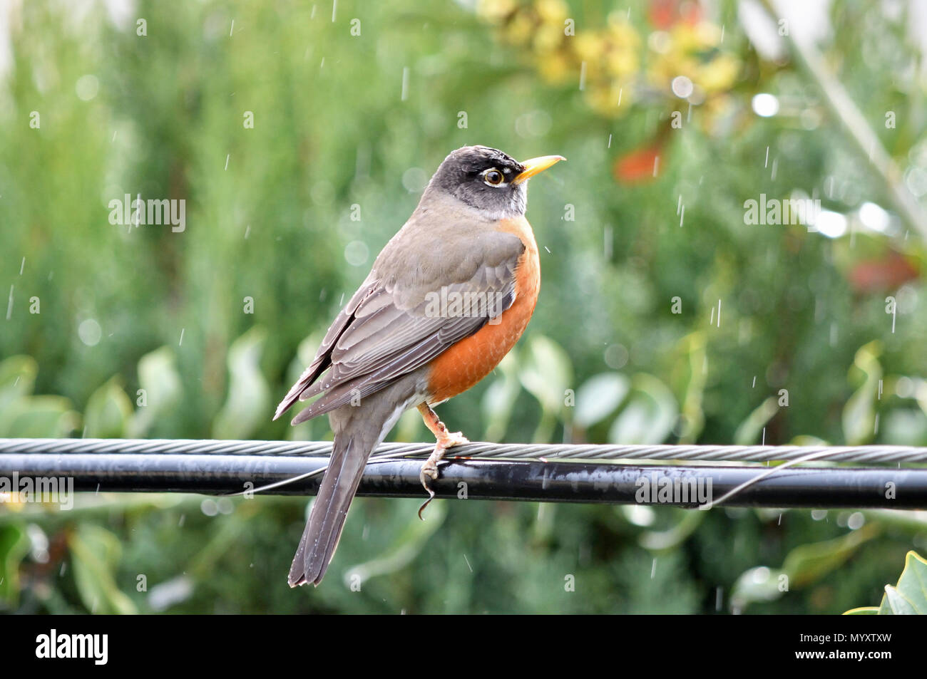 Rain birds hi-res stock photography and images - Alamy