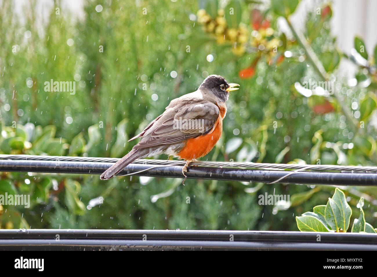 Robin in rain hi-res stock photography and images - Alamy