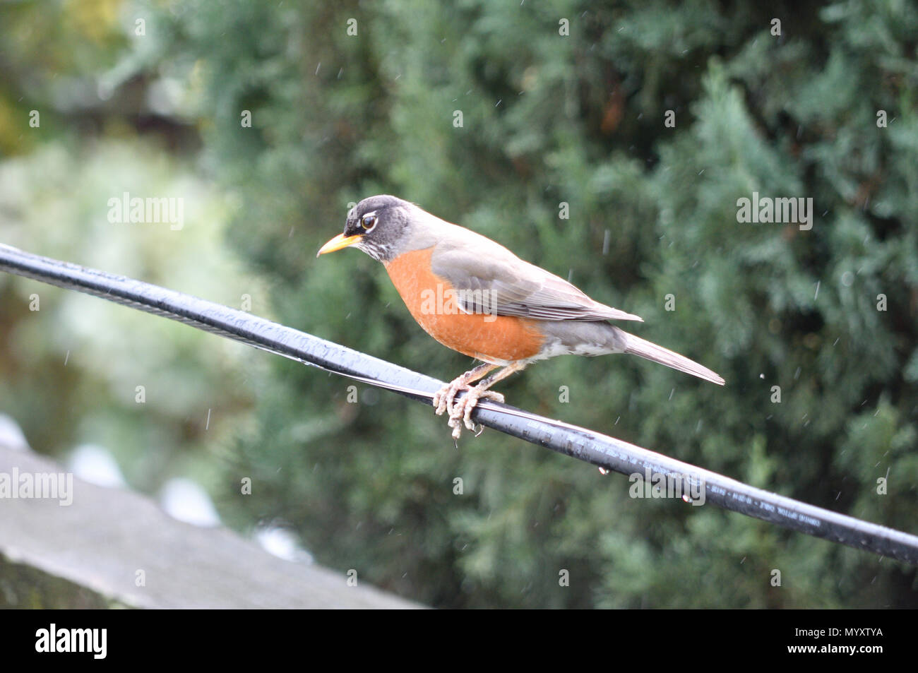 Robin in rain hi-res stock photography and images - Alamy