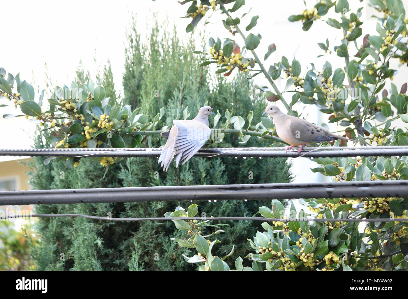 Willd bird hi-res stock photography and images - Alamy