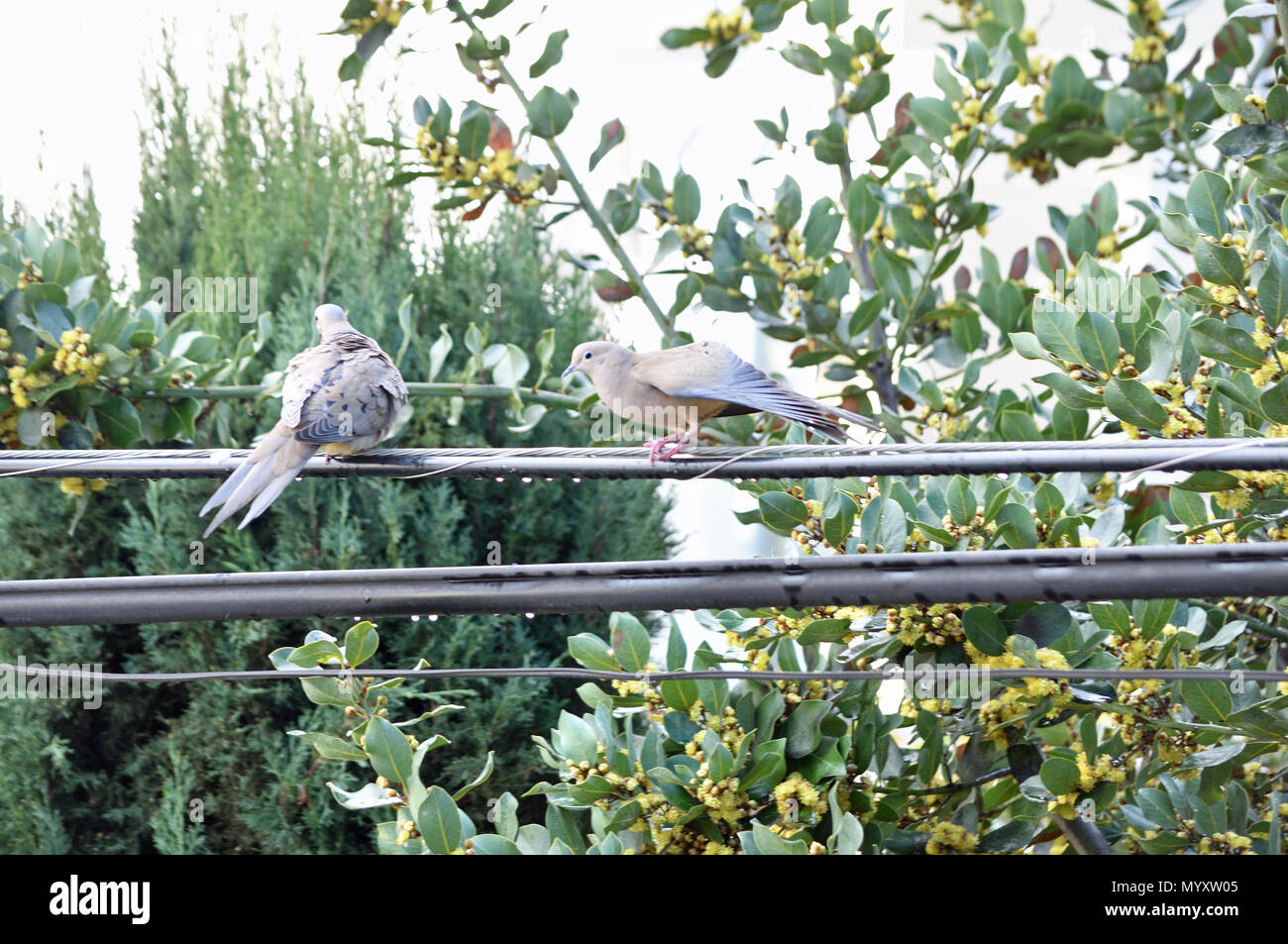 Morning Dove from neighborhood Stock Photo - Alamy