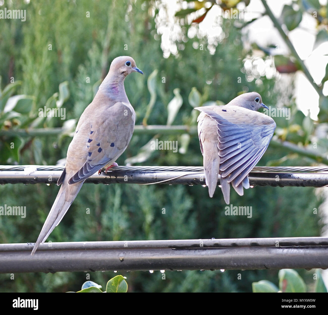 Morning Dove from neighborhood Stock Photo - Alamy