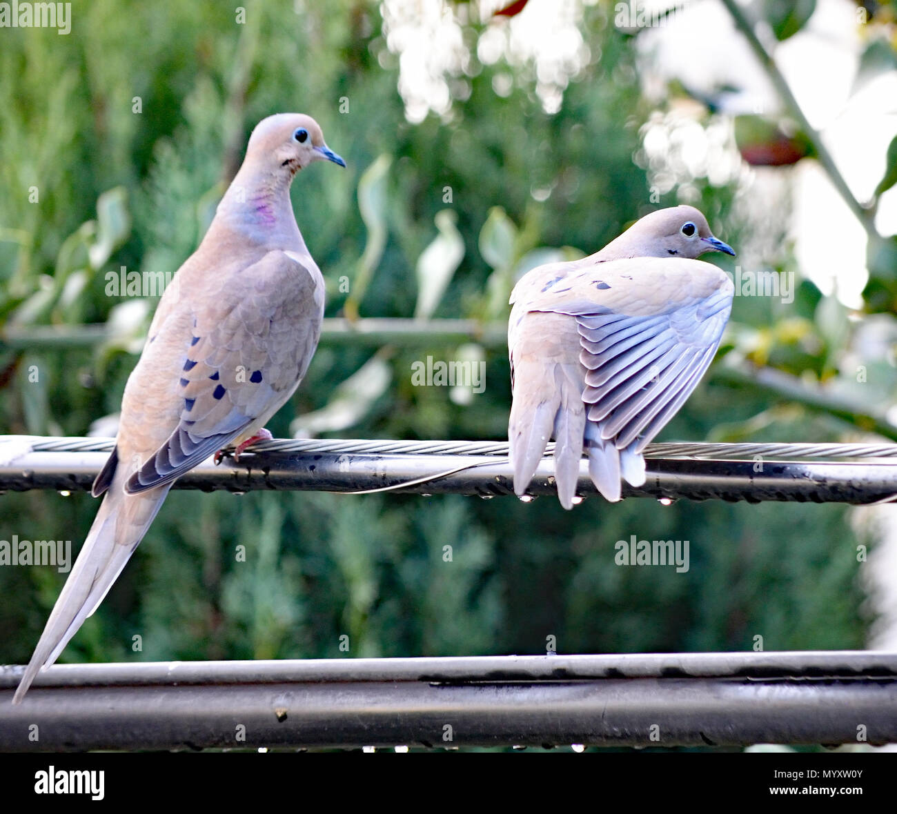 Morning Dove from neighborhood Stock Photo - Alamy