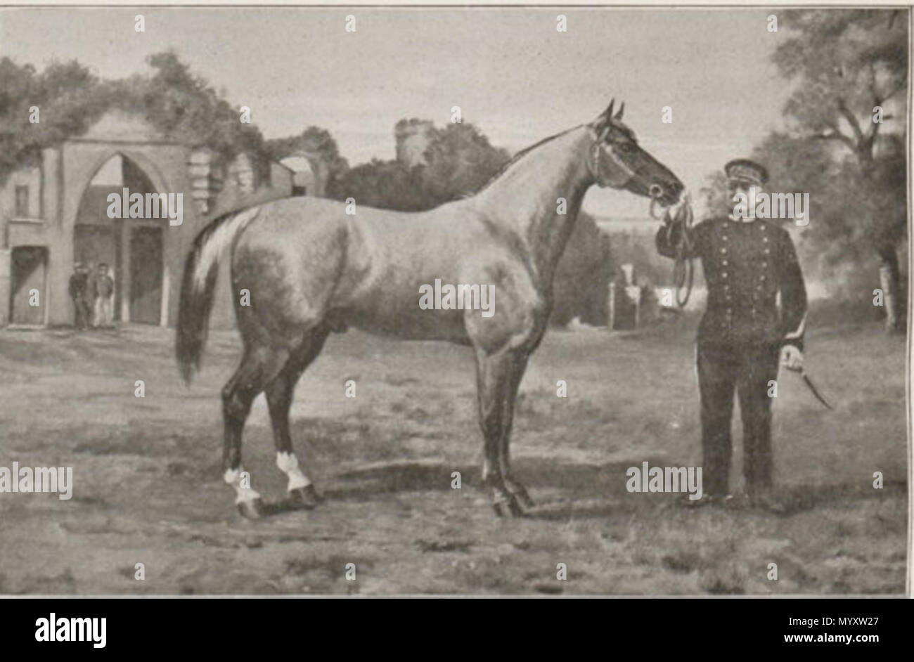 23 Corlay étalon Stock Photo - Alamy