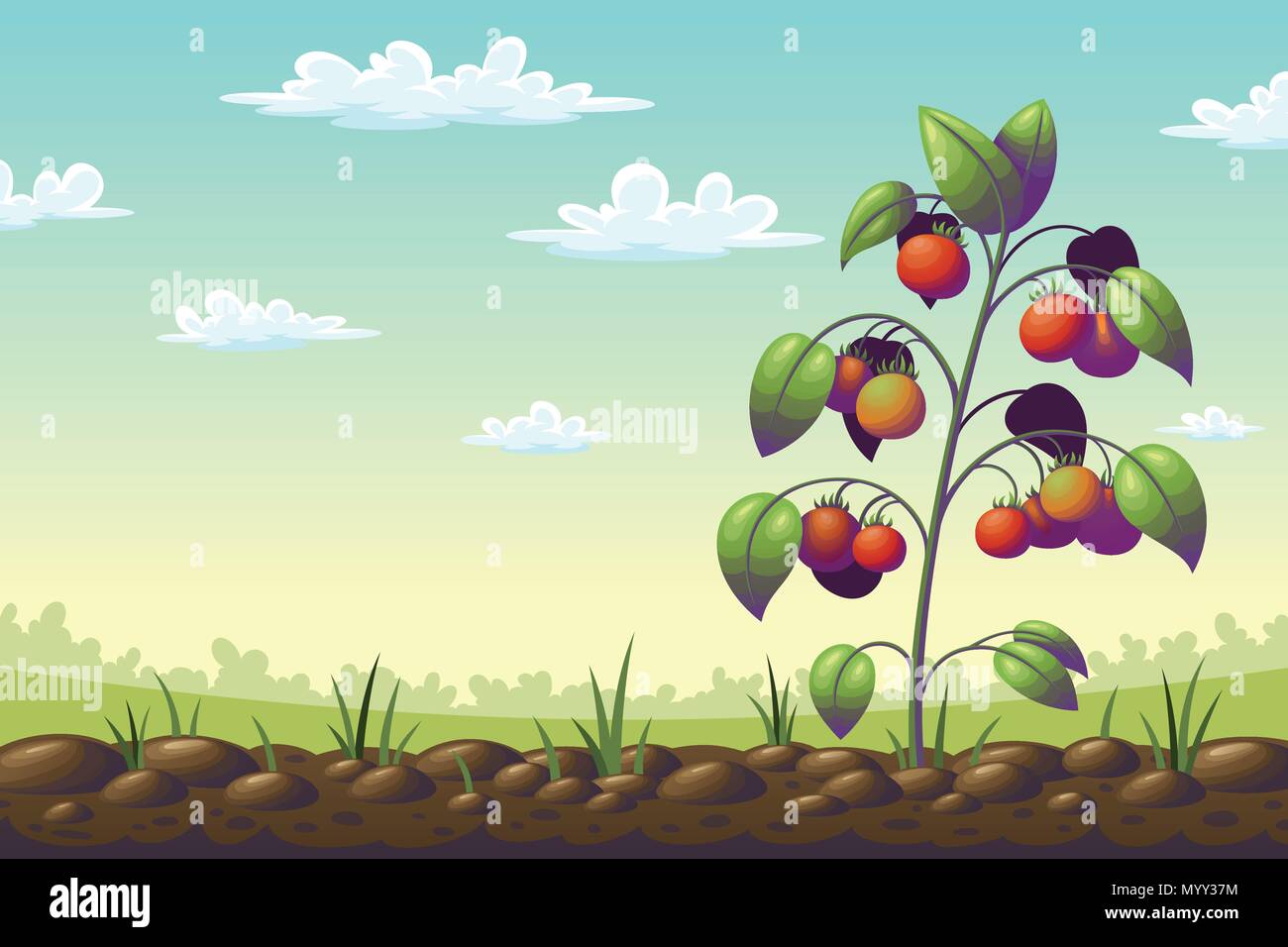 Tomato plant on a field in summer, vector illustration Stock Vector ...