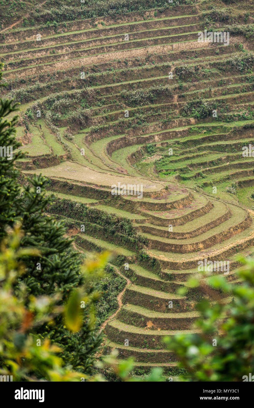Terraced rice paddy fields in Ha Giang Province ,North Vietnam Stock ...