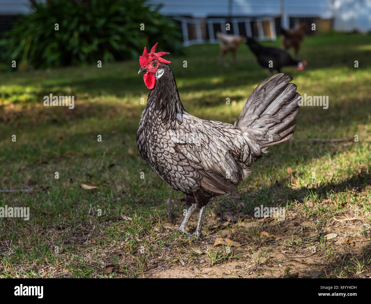 Black tail chicken hi-res stock photography and images - Alamy