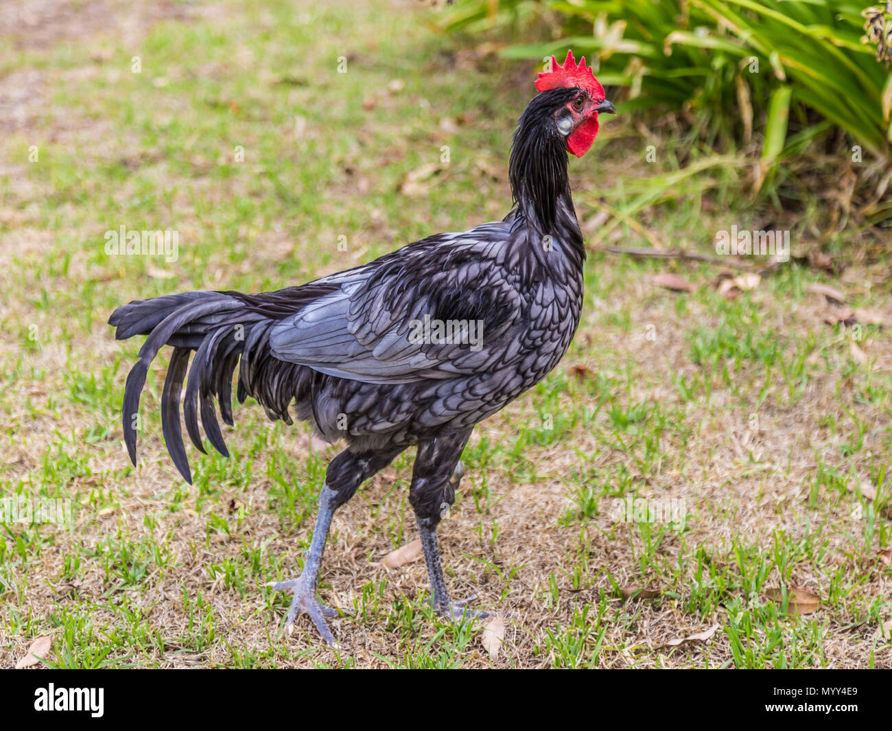 Close up farm walking strutting hi-res stock photography and images - Alamy