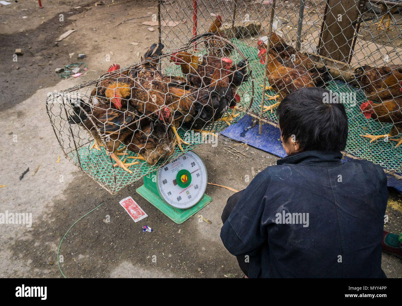 A man weighing chickens in Cao Bang Province, Northern Vietnam Stock ...