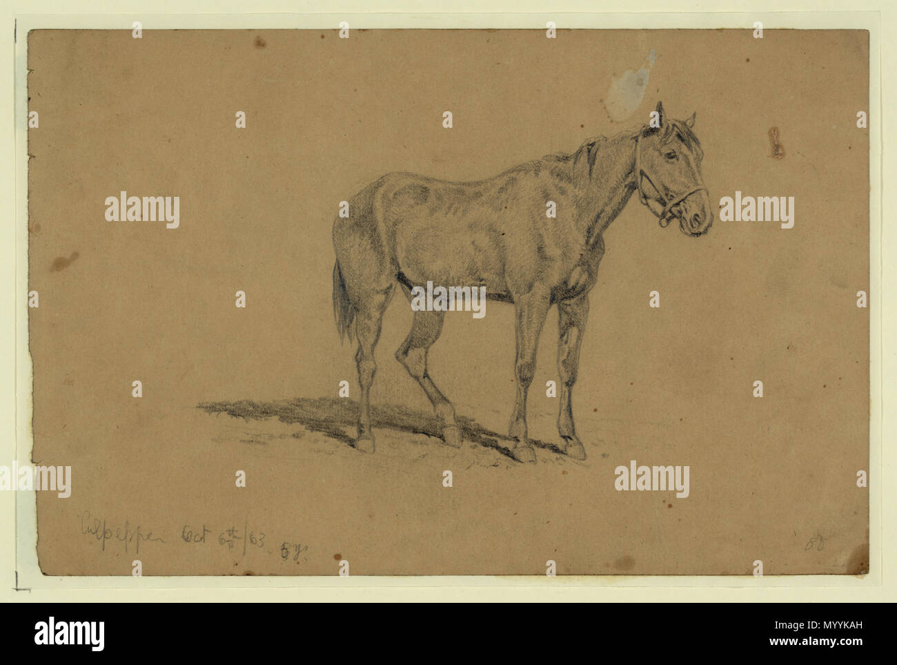 . English: Title: A cavalry horse Abstract/medium: 1 drawing. . 1863 ...