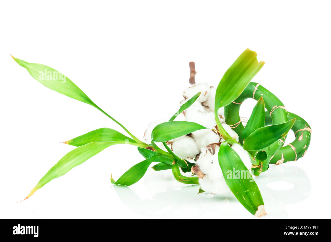 Bamboo and cotton twig plant isolated on white background Stock Photo ...