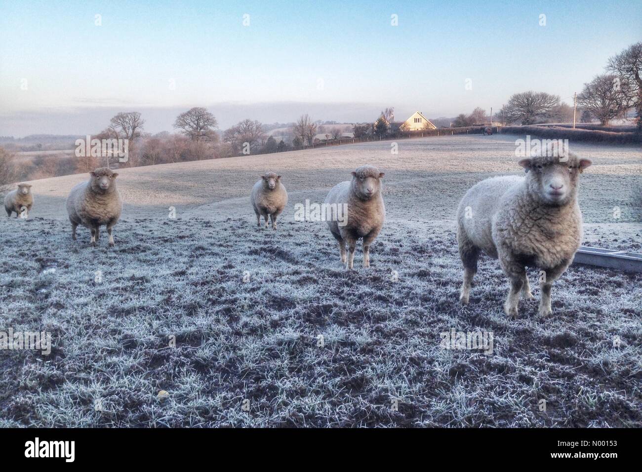 UK Weather: Frosty sheep in Doddiscombsleigh, Devon Stock Photo - Alamy