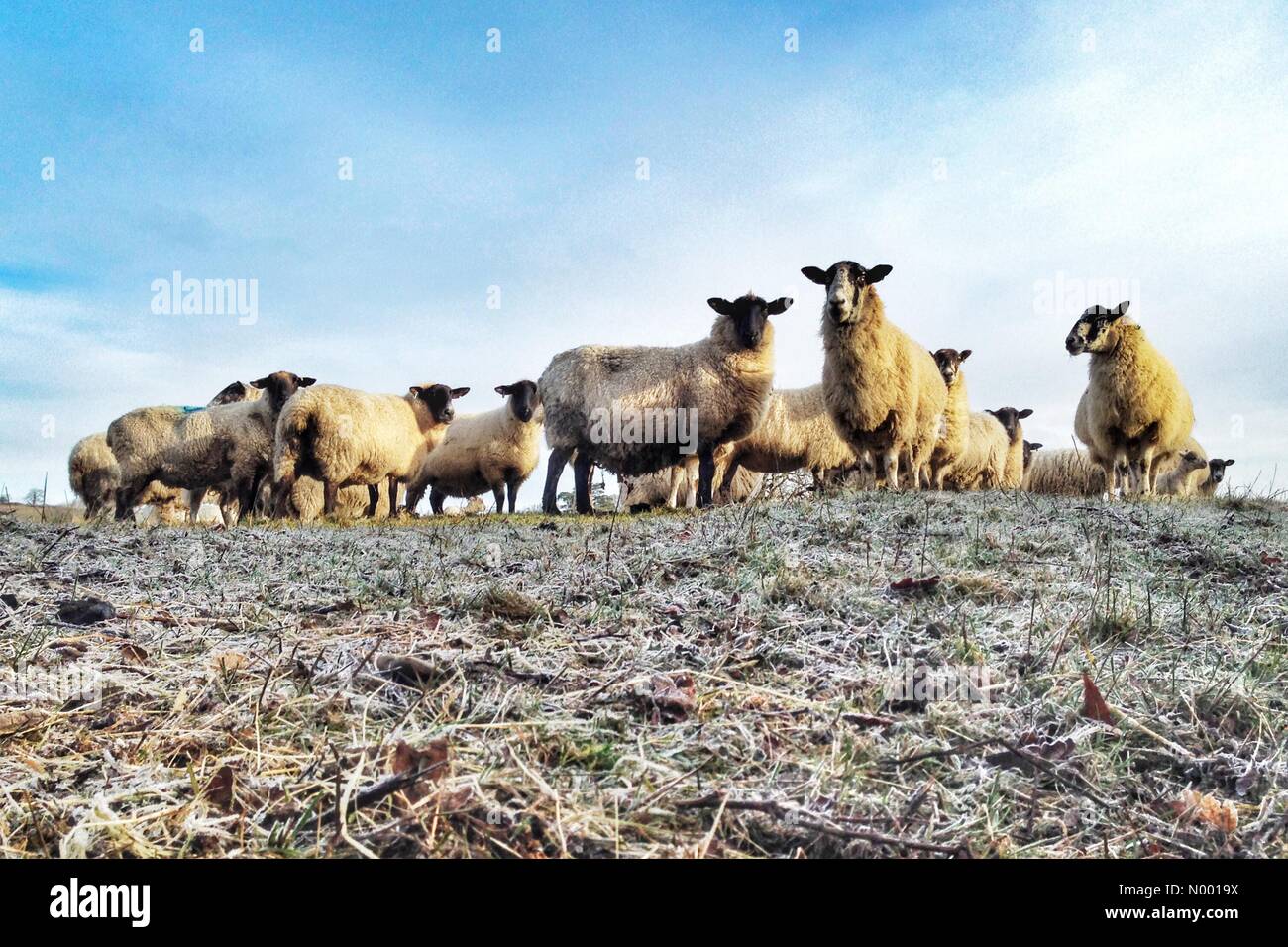UK Weather: Frosty sheep at Dunsford, Devon Stock Photo - Alamy