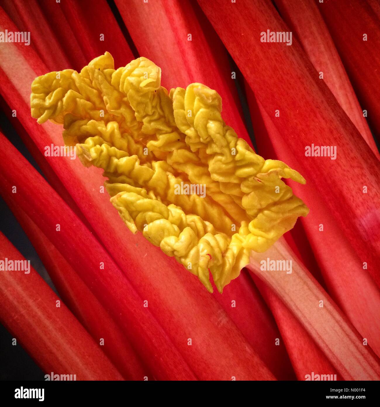 Rhubarb triangle hi-res stock photography and images - Alamy