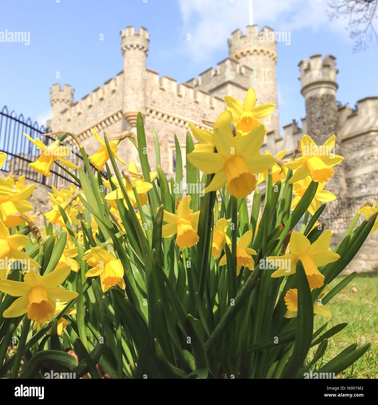 Whistable, UK, 14th March 2015. Beautiful spring flowers in the ...