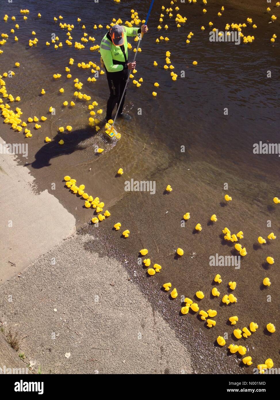 A man gathering the remaining floating ducks at the Annual charity duck ...