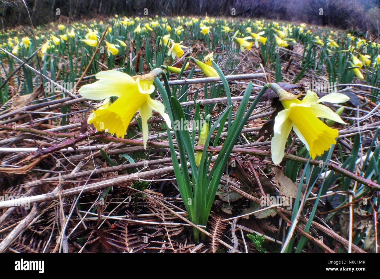 Dartmoor National Park, Exeter, Devon, UK. 16th Mar, 2015. UK Weather ...